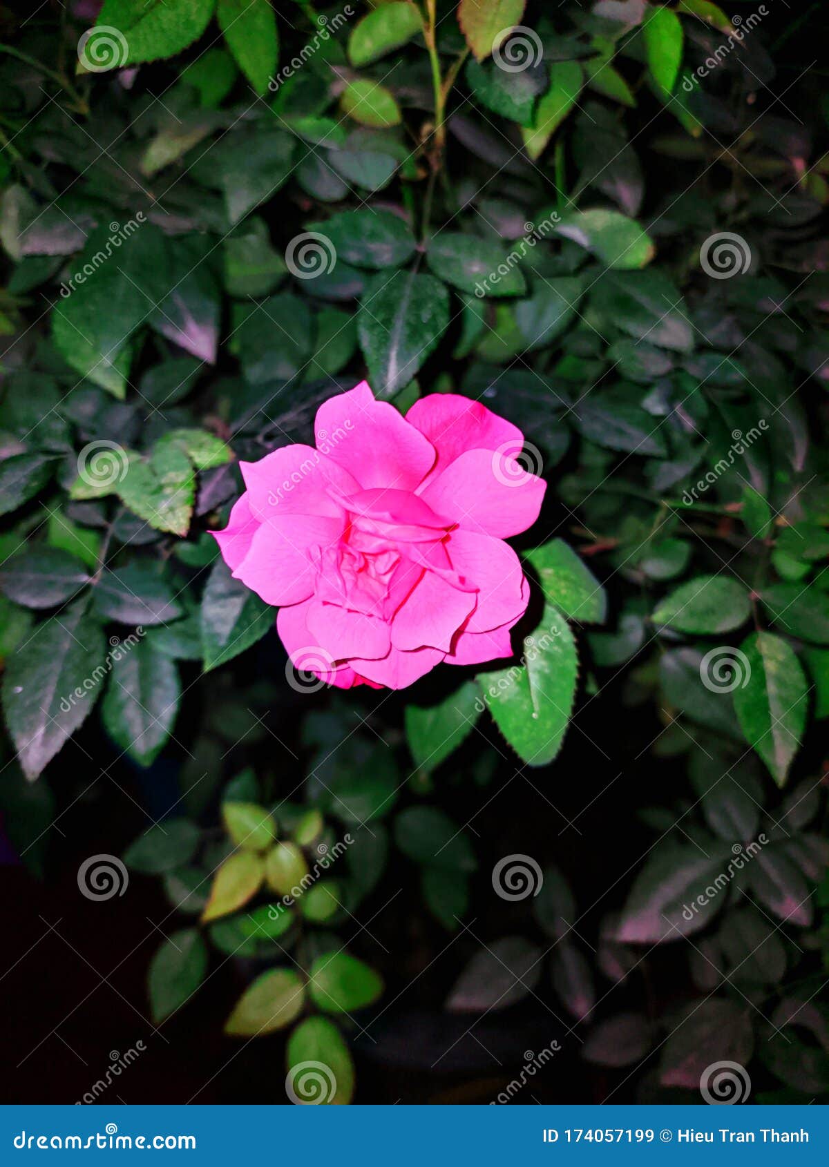 2,218 Rose Garden Night Photos - Free & Royalty-Free Stock Photos from ...