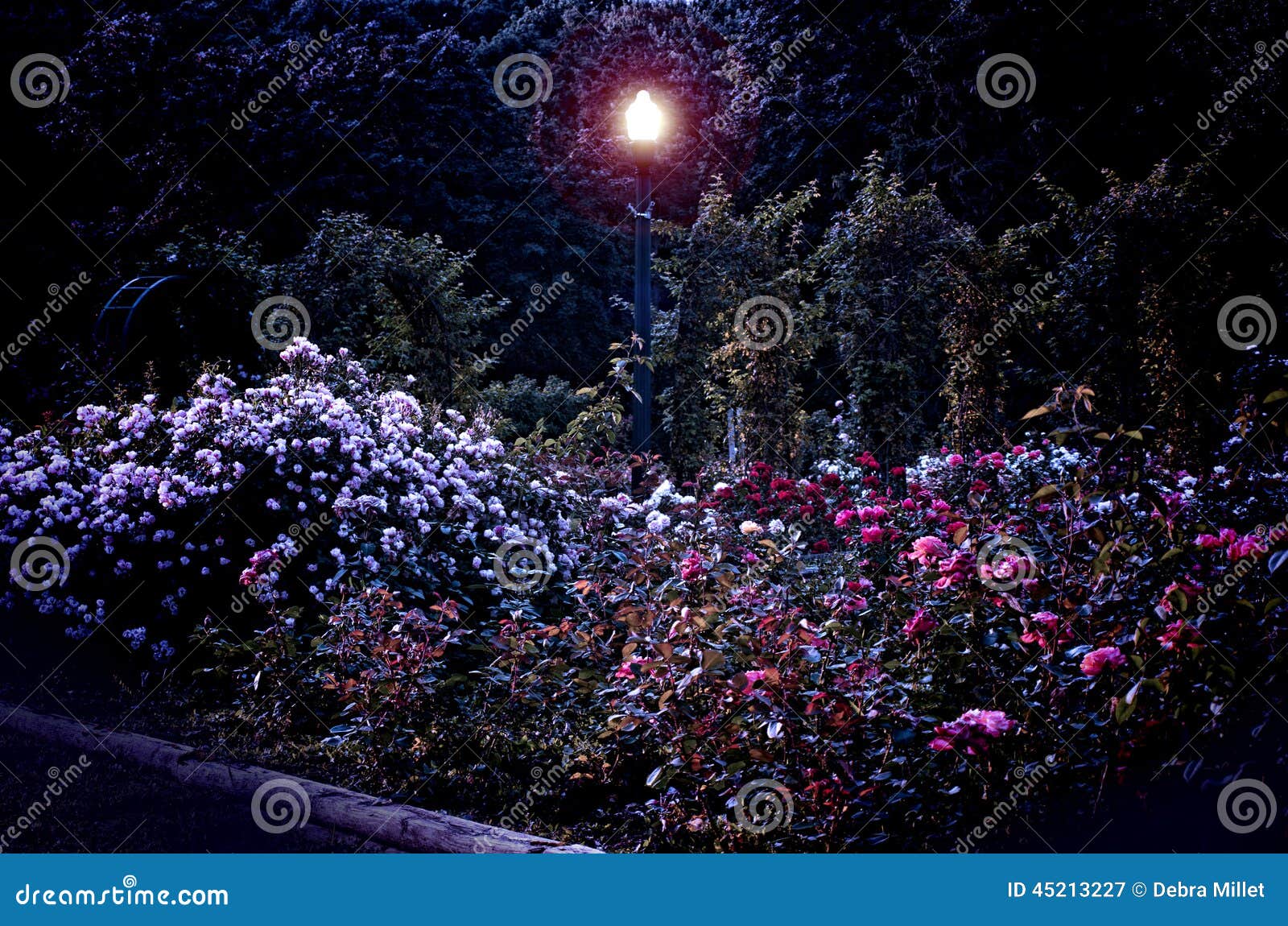 Rose garden at night stock image. Image of roses, midnight - 45213227