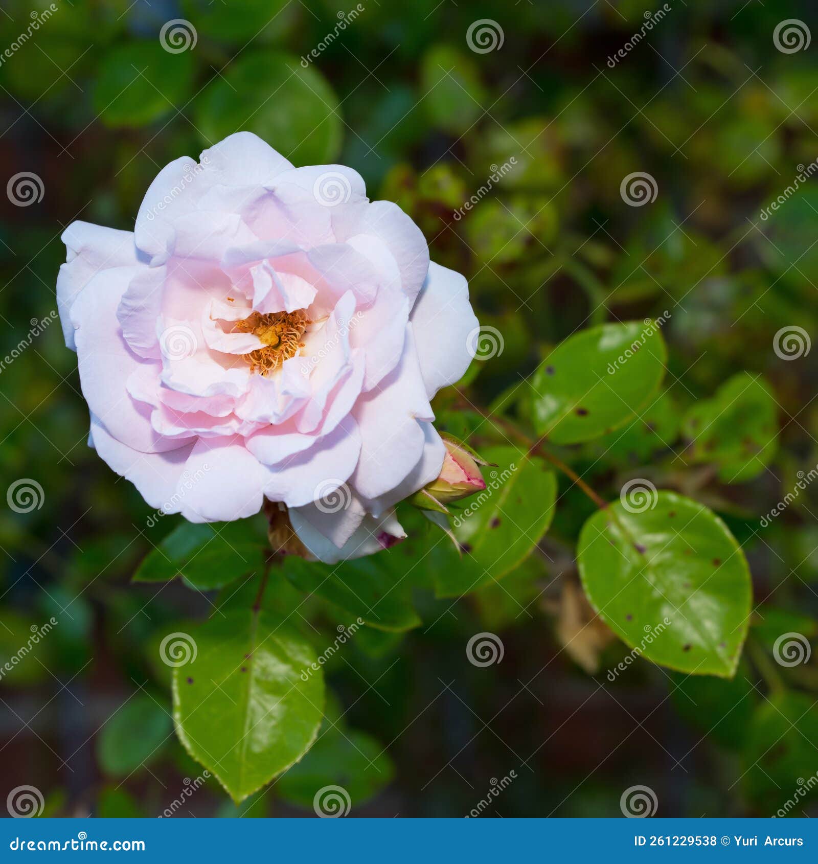 The Rose in the Garden. a Photo of a Beautiful Pink Rose in the Garden ...