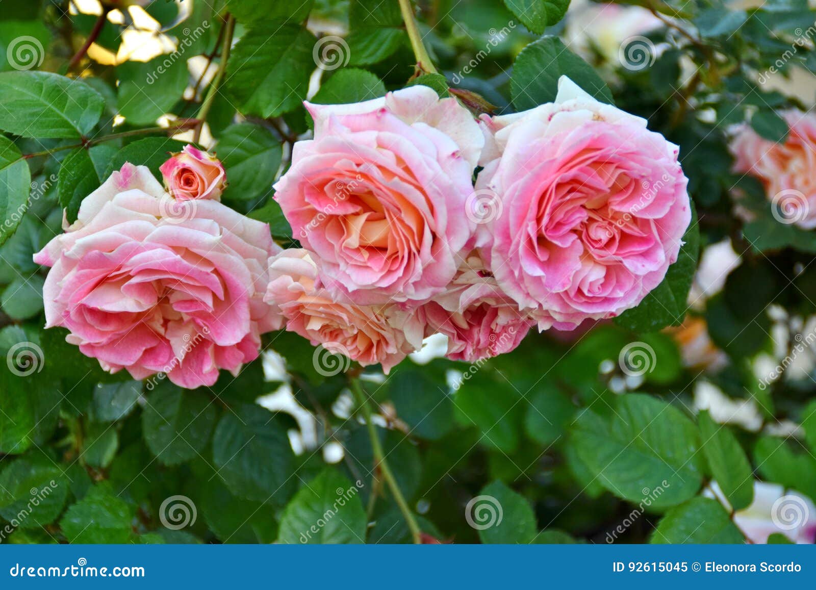 Rose Garden with Pink Roses Stock Image - Image of plants, garden: 92615045