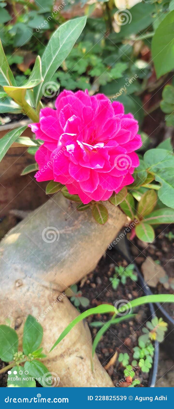 Rose in the Garden after Rain Stock Image - Image of flower, garden ...