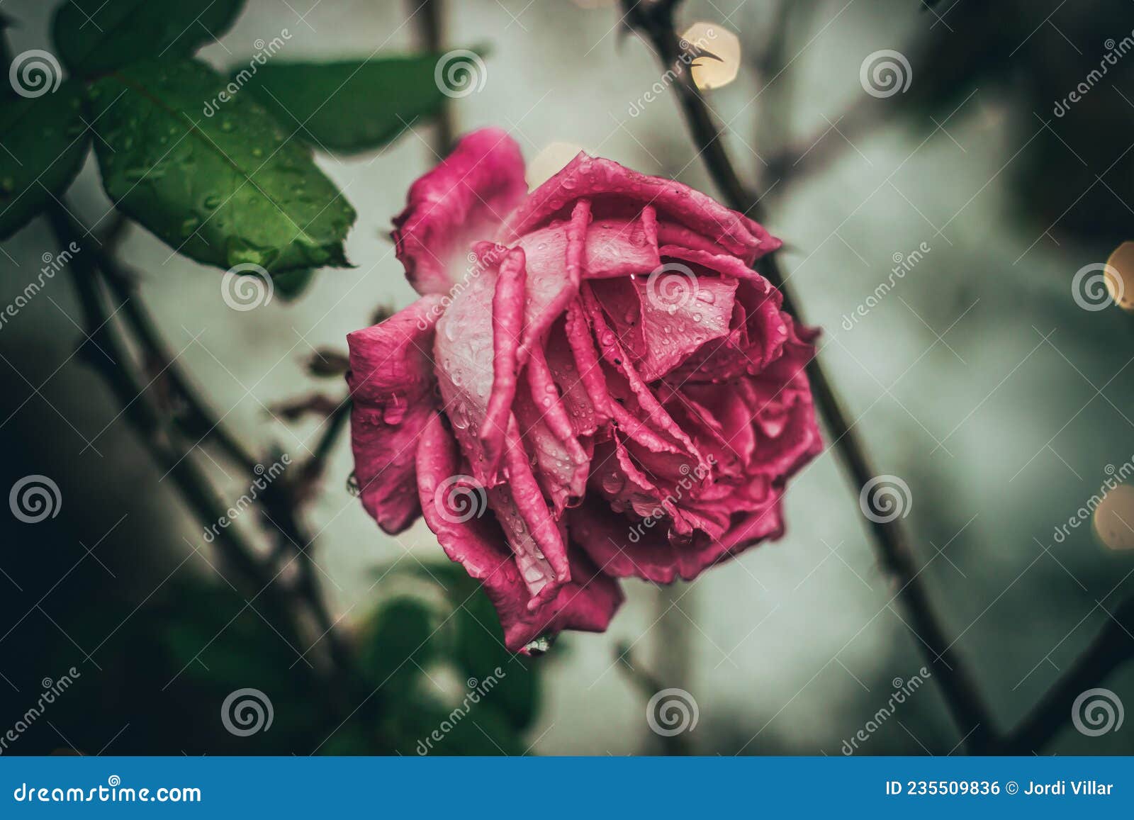 A Rose in a Rose Garden, after a Rainy Day Stock Photo - Image of ...
