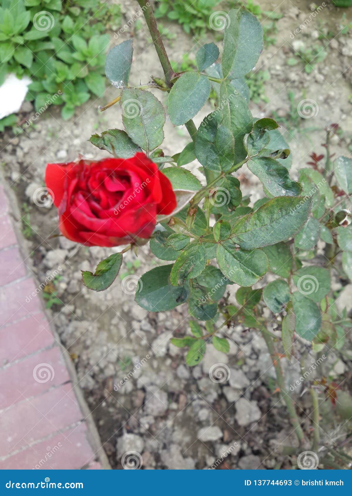 Rose tree in the garden stock image. Image of rose, sunshine - 137744693