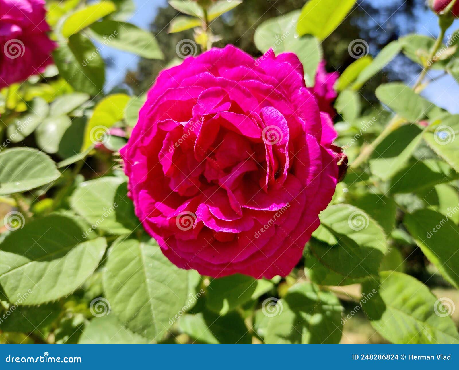 Rose in the Garden in Spring - Romania Stock Photo - Image of great ...