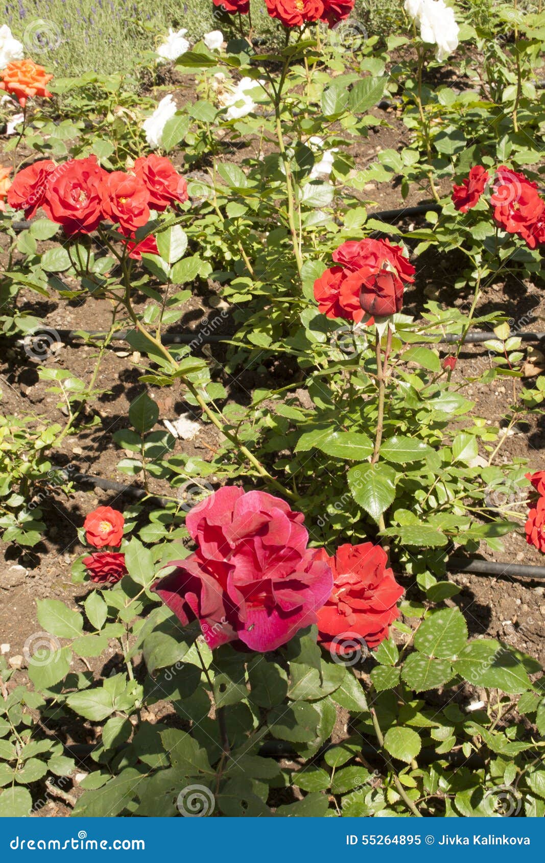 A rose garden stock image. Image of holiday, summer, green - 55264895