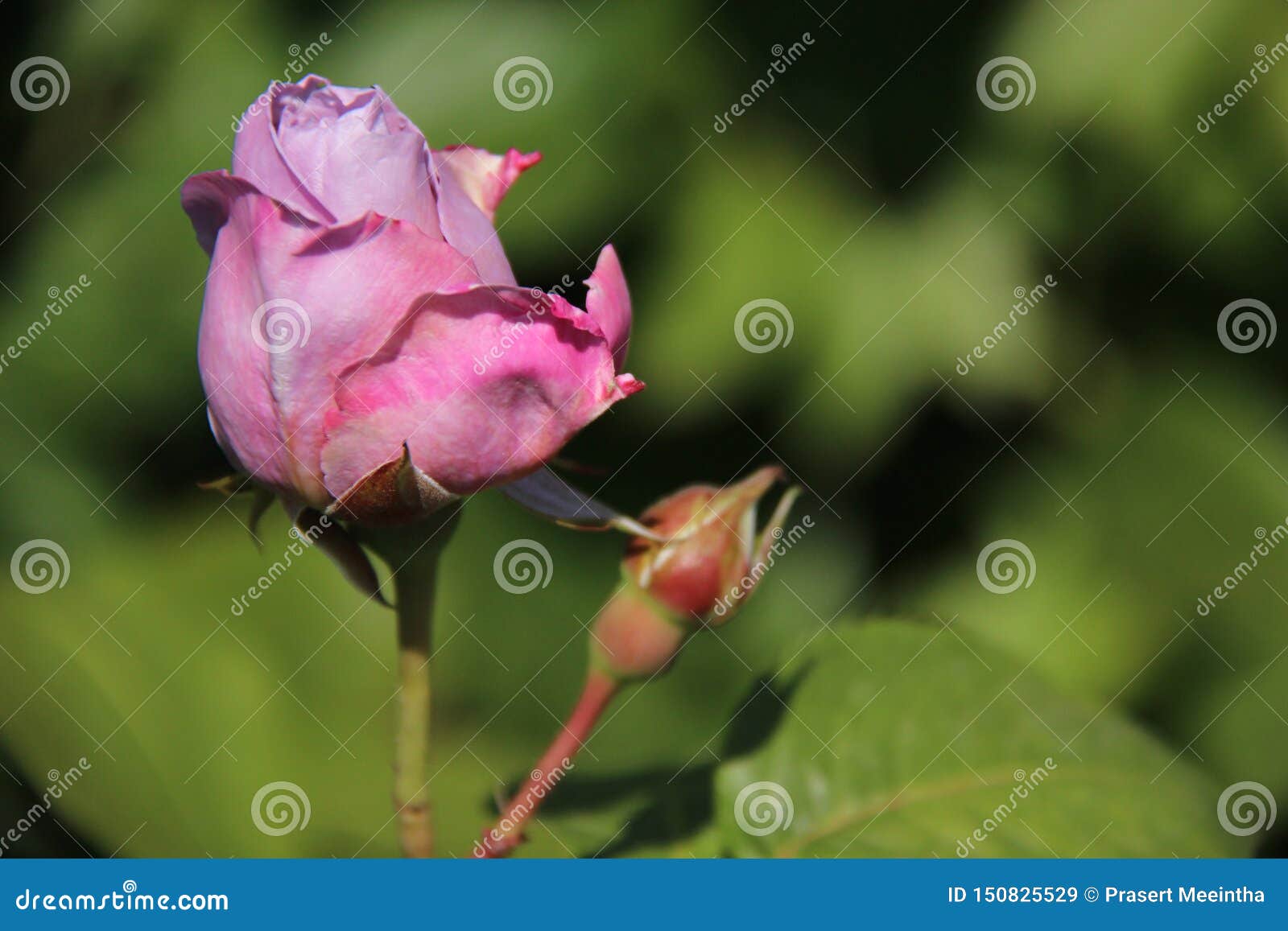 Sweet. Buds One Purple Rose Stock Image - Image of multicolor ...