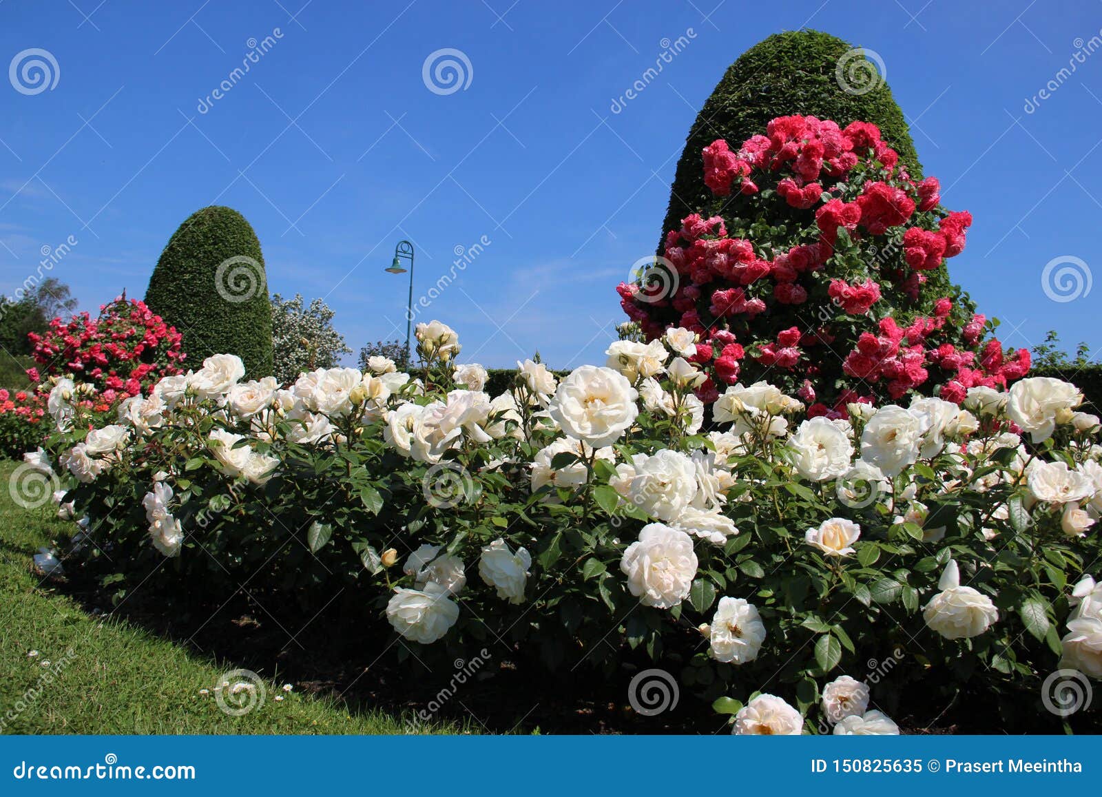 Blossom Sweet Roses. Rose Garden with Warm Sunlight Stock Image - Image ...