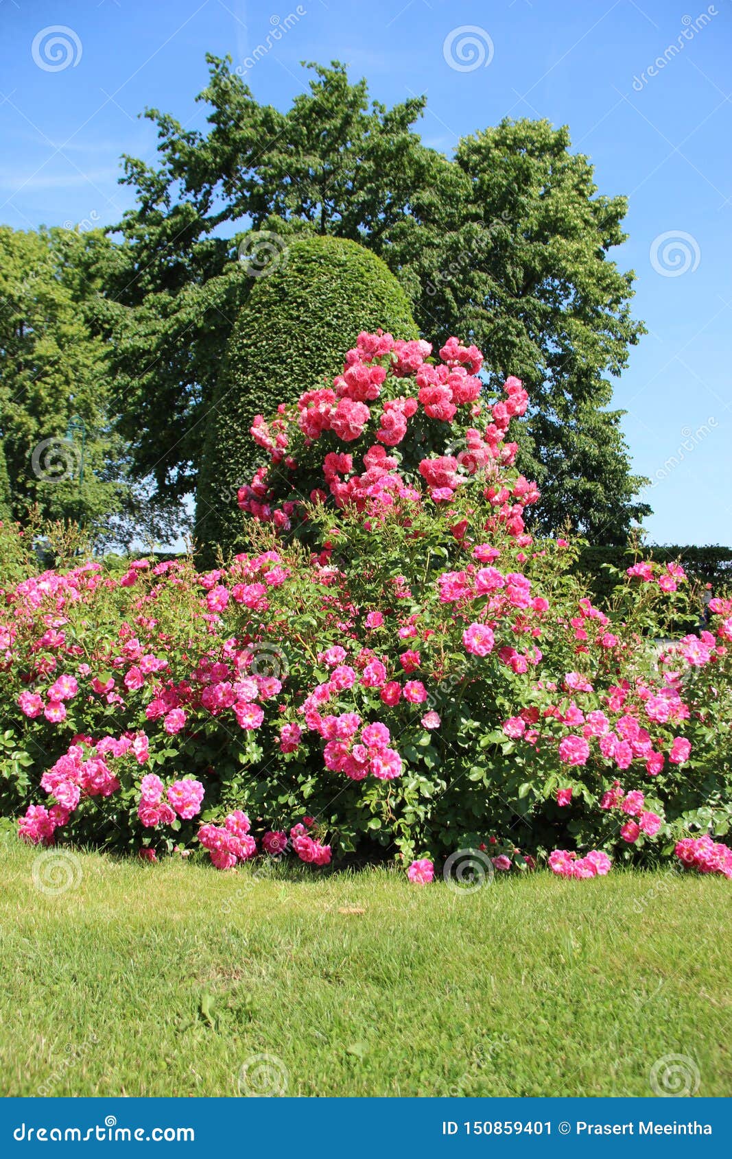 Blossom Sweet Pink Roses. Rose Garden with Warm Sunlight Stock Image ...