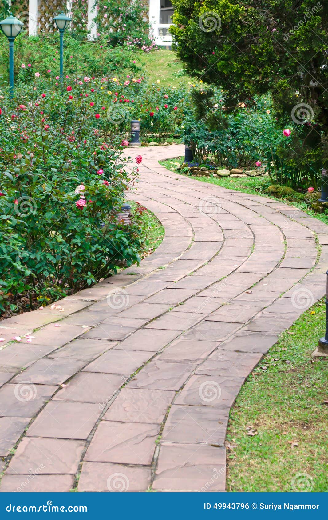 Rose garden stock photo. Image of plant, decorative, grow - 49943796
