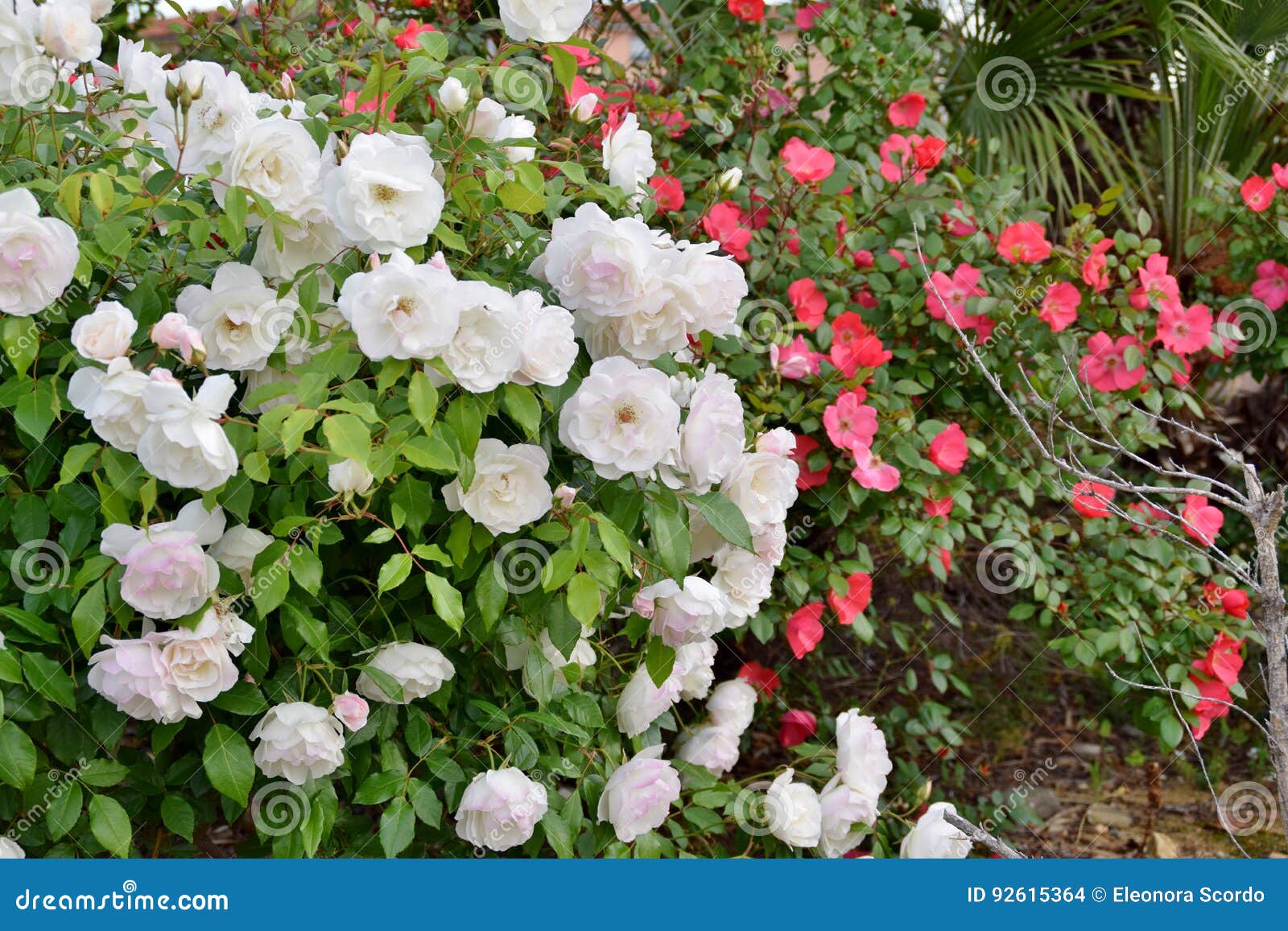 Rose Garden with White and Pink Roses Stock Photo - Image of white ...