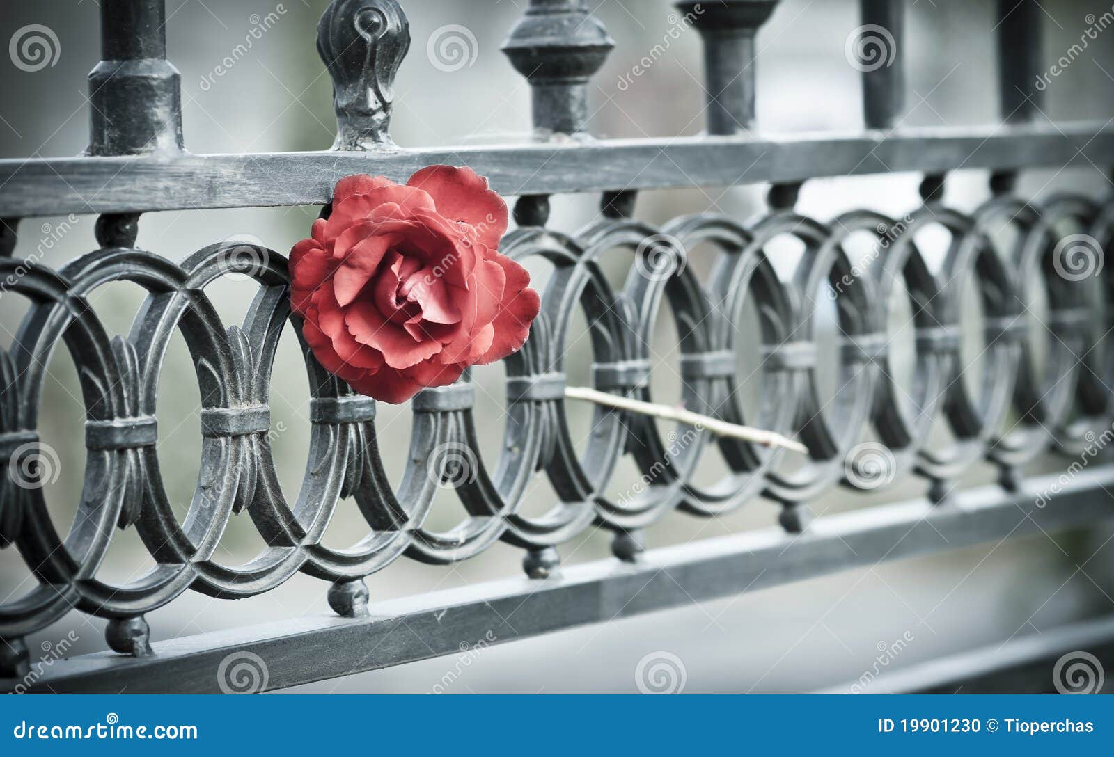 Rose in the gate. stock photo. Image of circle, iron - 19901230