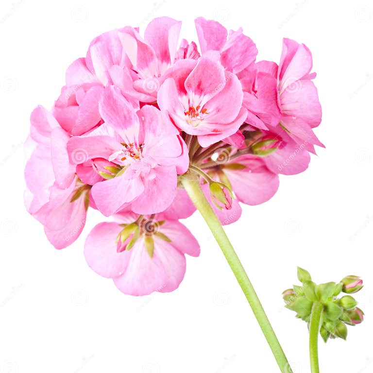 Rose geranium stock photo. Image of gardening, object - 20488366