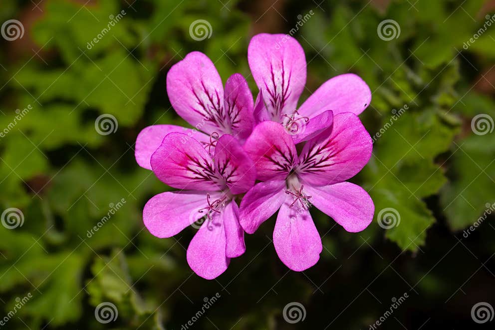 Rose Geranium, Pelargonium Capitatum Stock Image - Image of violet ...