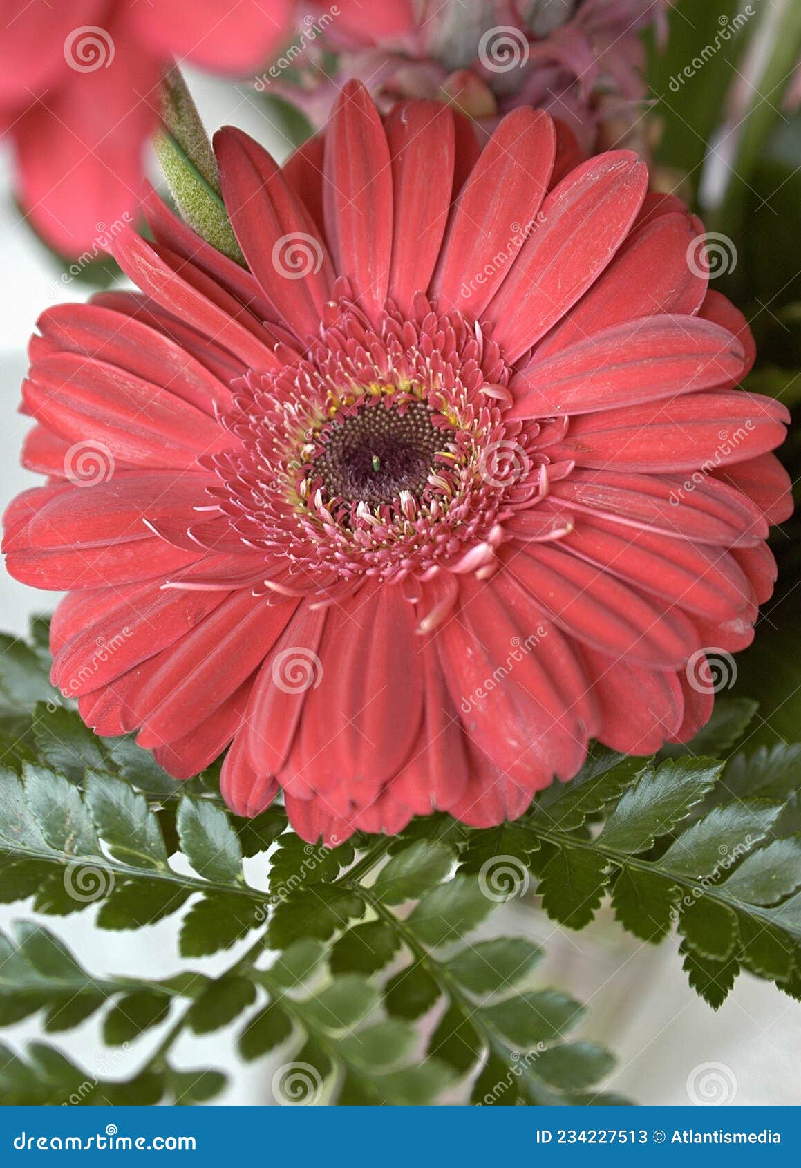 Rose gerbara flower stock image. Image of decoration - 234227513