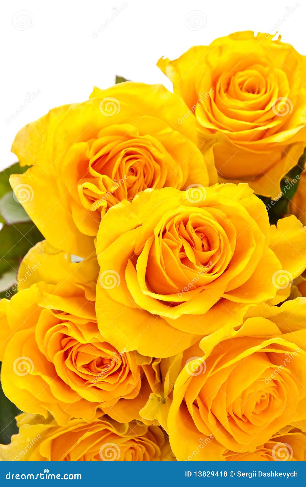 Rose gialle fotografia stock. Immagine di fiori, evento - 13829418