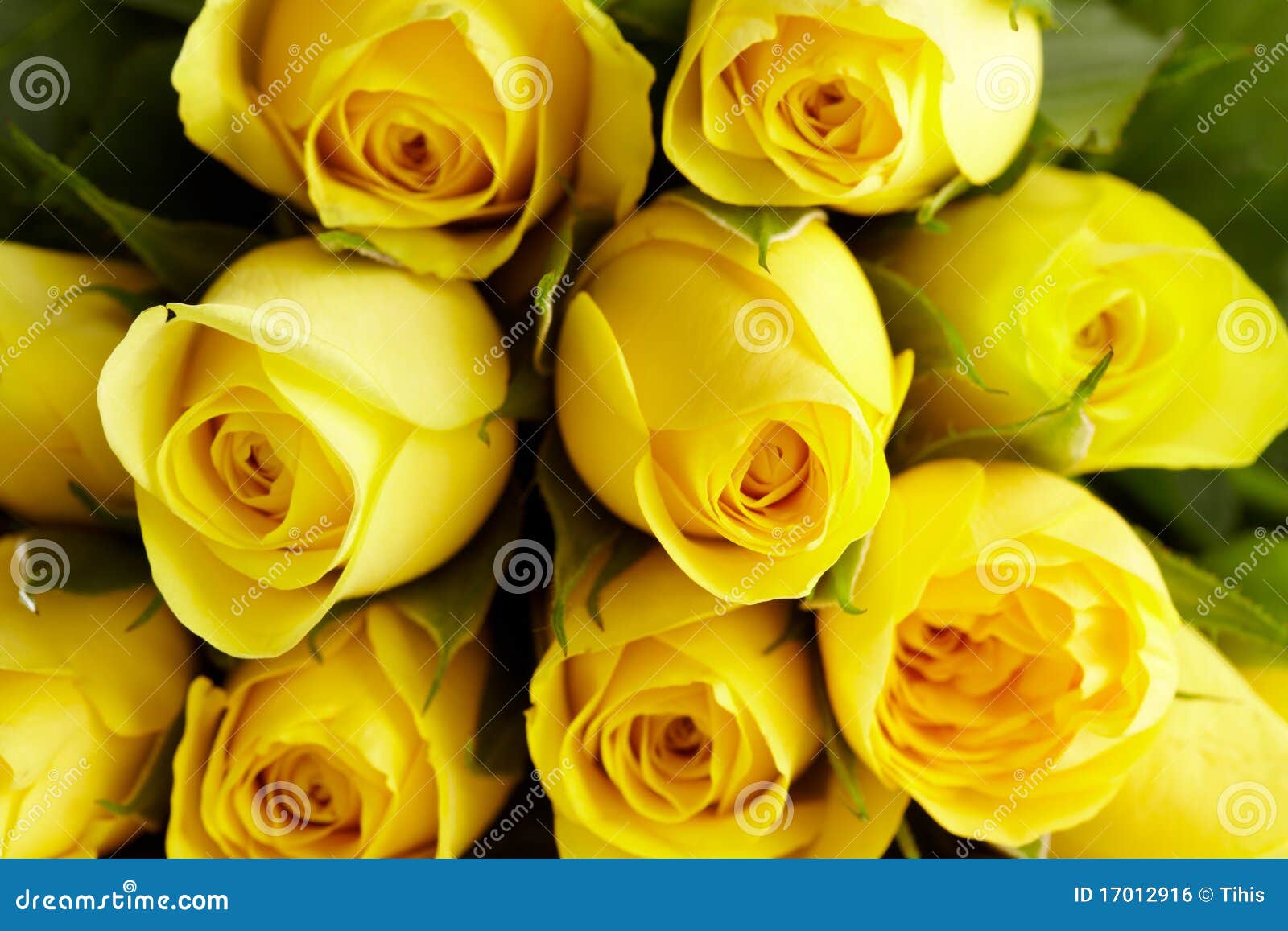 Rose gialle in dettaglio fotografia stock. Immagine di romantico - 17012916