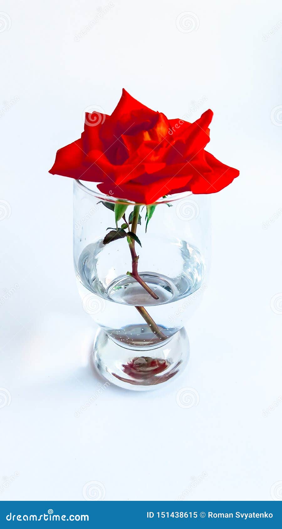 Rose in glass stock image. Image of freshly, water, background - 151438615
