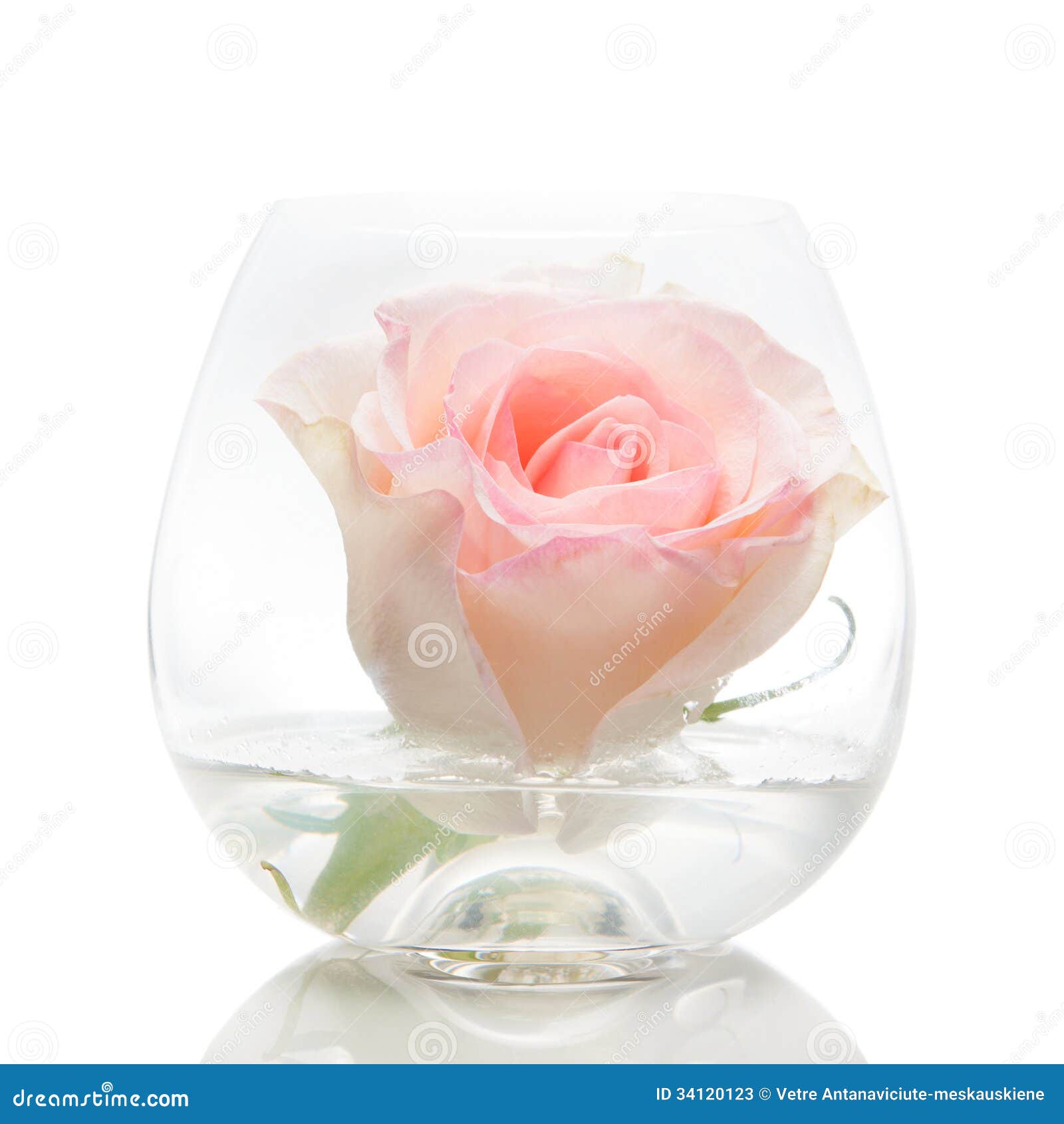Rose in glass stock image. Image of nature, water, flower - 34120123