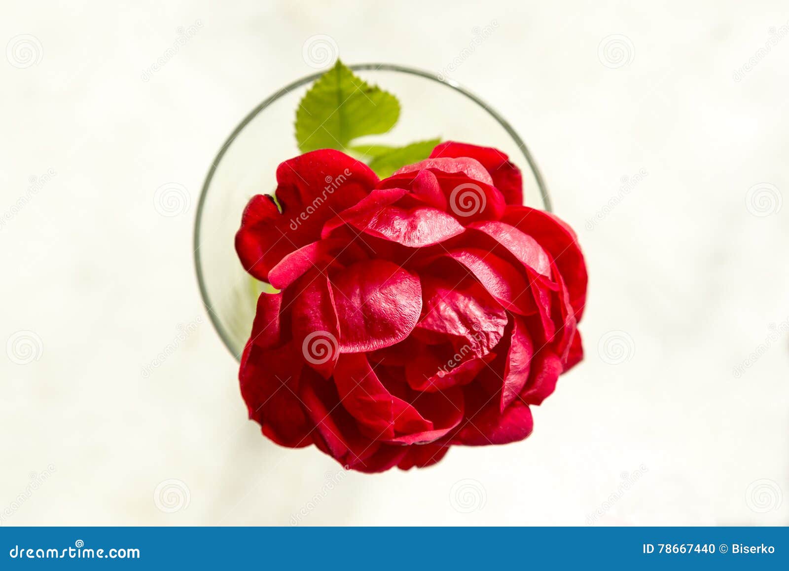 Rose in the glass stock photo. Image of leaf, birthday - 78667440