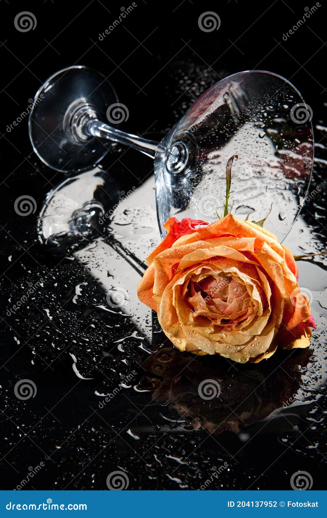 Rose and Glass stock photo. Image of highlights, liquid - 204137952