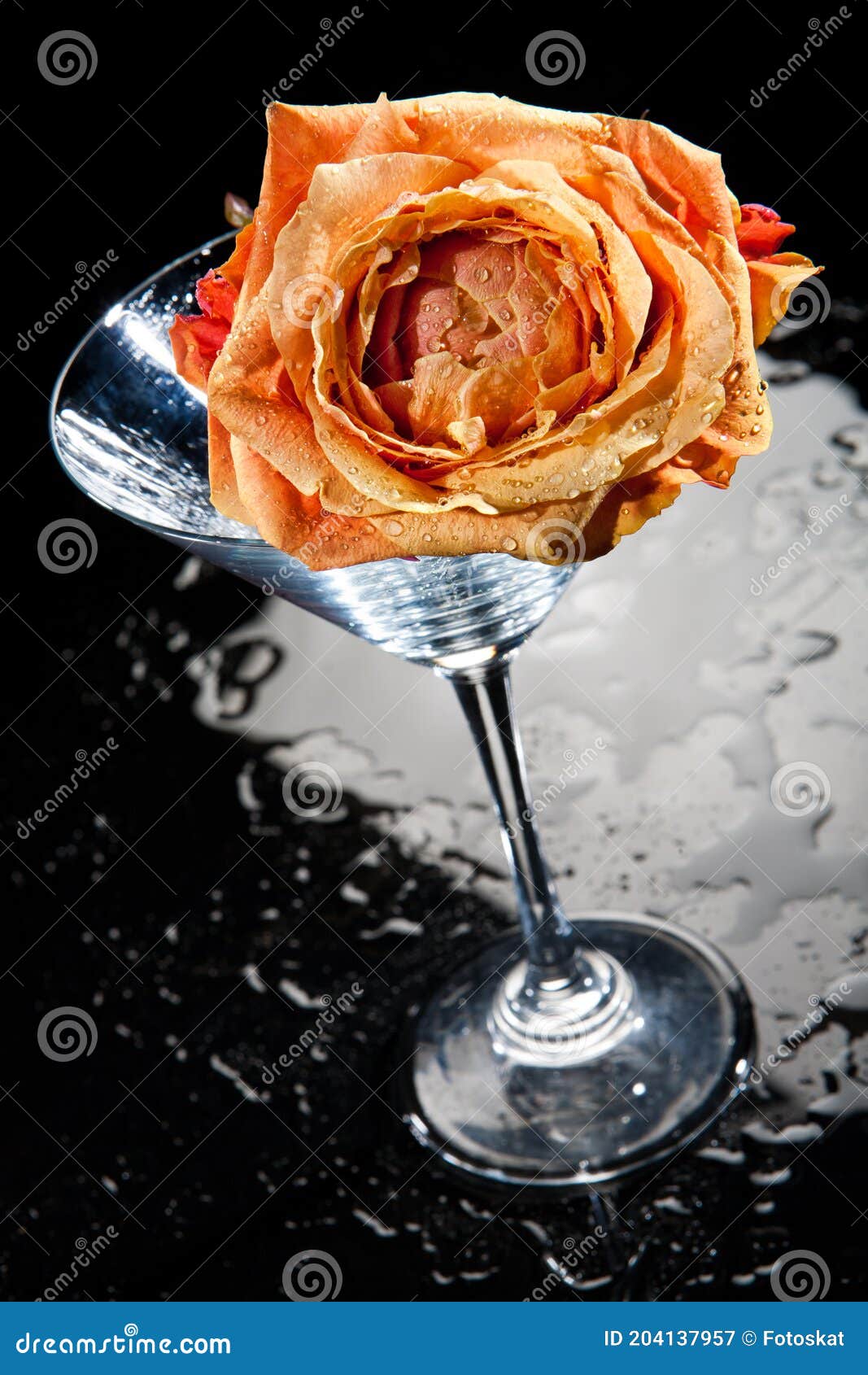 Rose and Glass stock image. Image of flower, nature - 204137957