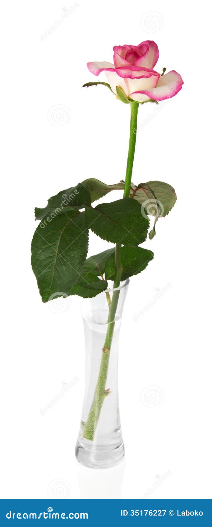 Rose in the glass vase stock image. Image of blossom - 35176227
