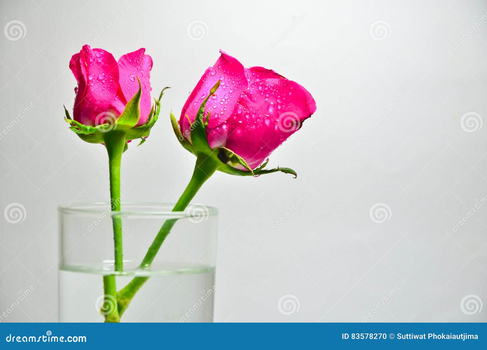 A rose in a glass of water stock photo. Image of fresh - 83578270