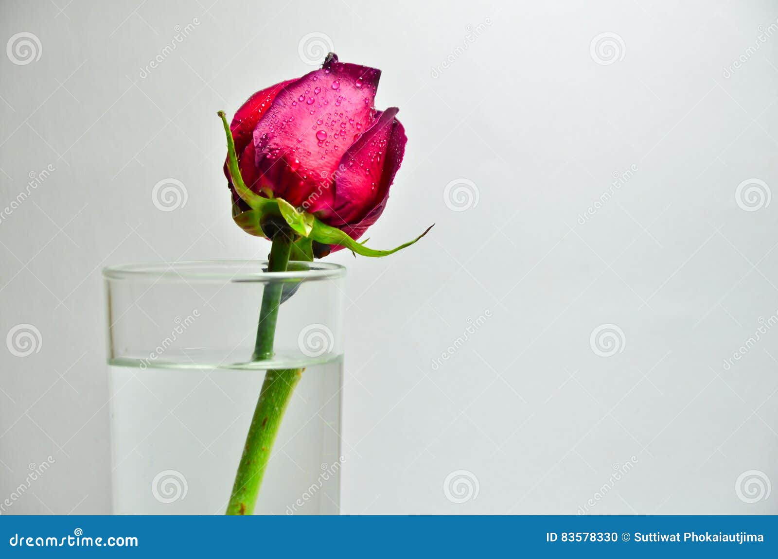 A rose in a glass of water stock photo. Image of blooms - 83578330