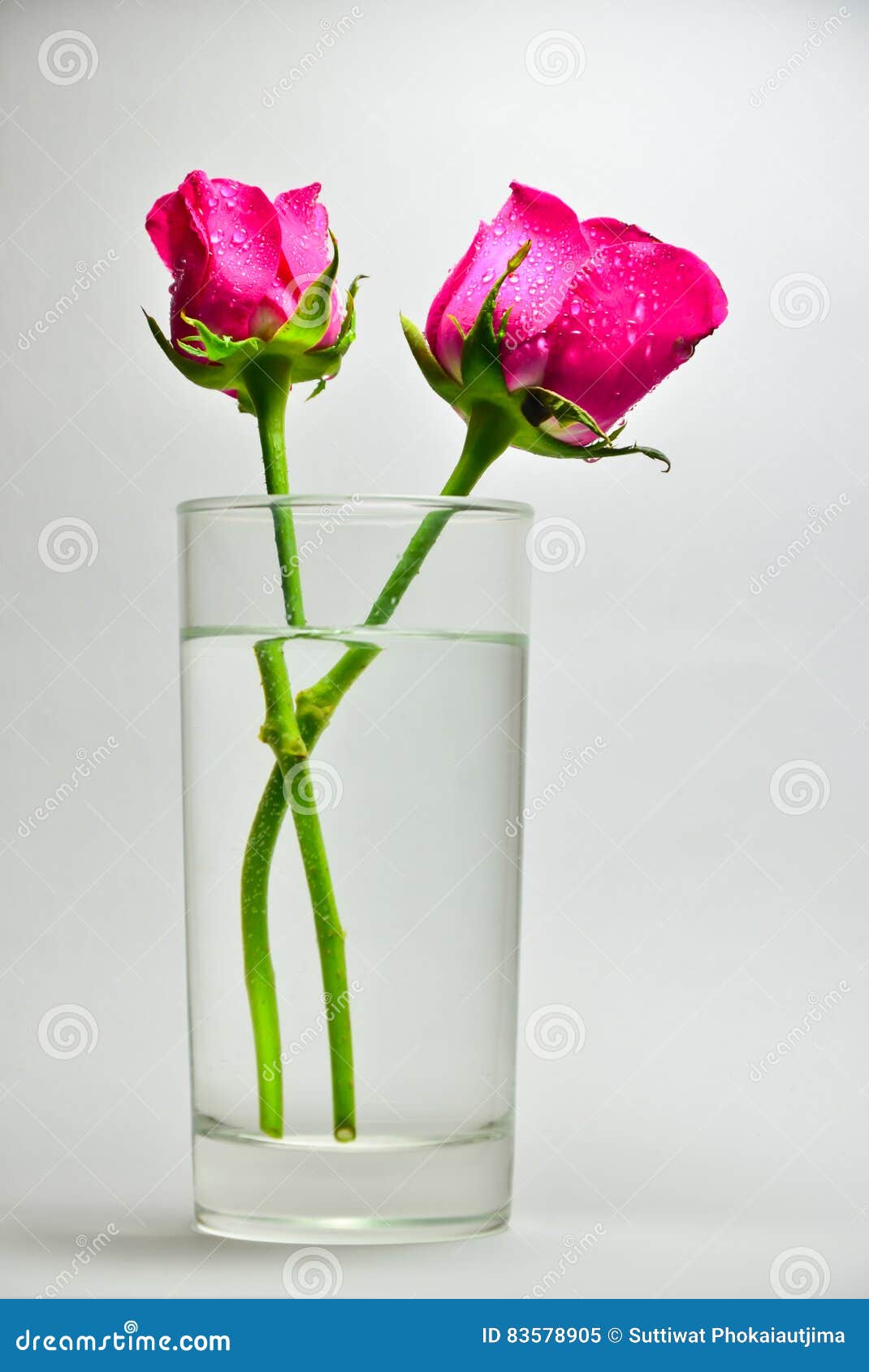 A rose in a glass of water stock image. Image of happiness - 83578905