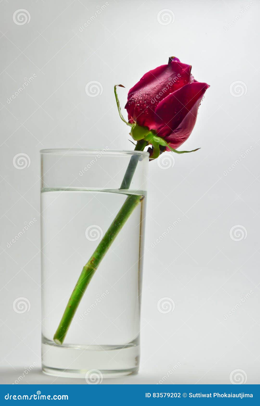 A rose in a glass of water stock photo. Image of bright - 83579202
