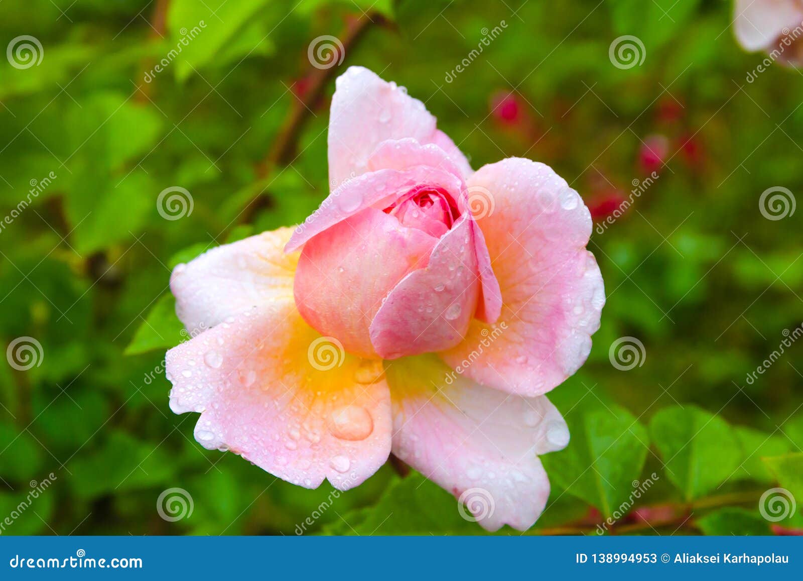 Rose Gloria Dei Blooming at Night after Rain Stock Image - Image of ...