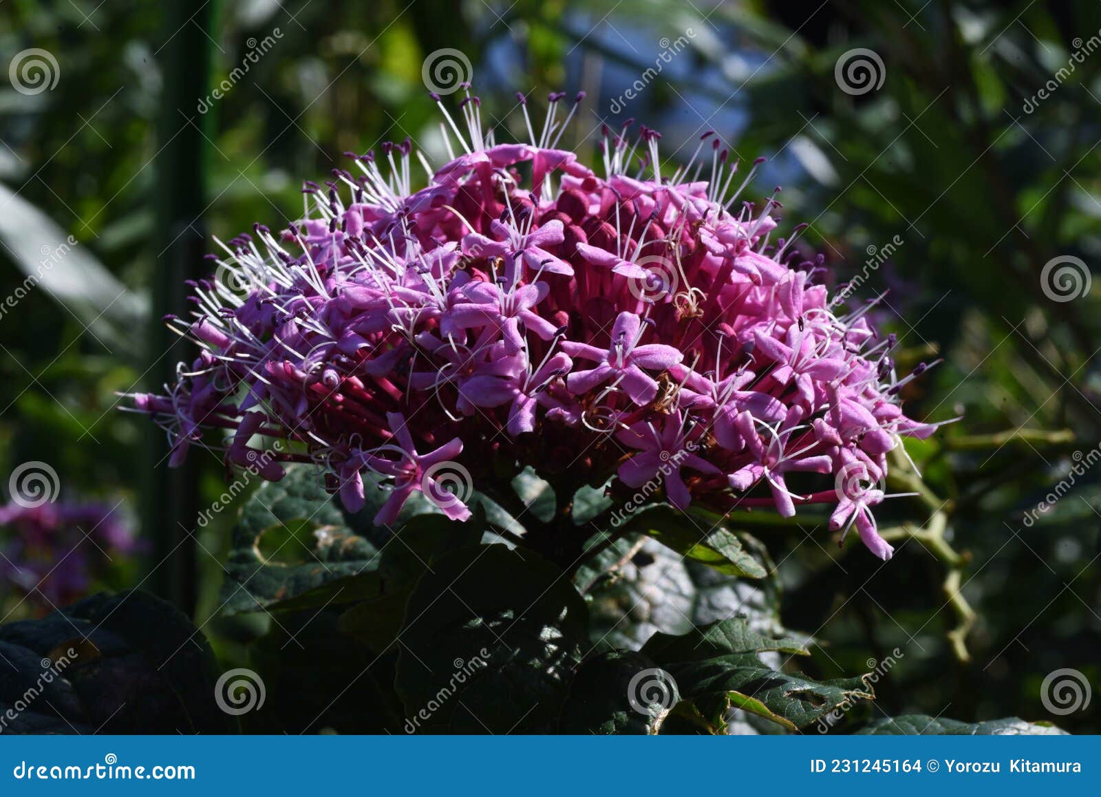 Rose glory bower flowers. stock photo. Image of mexican - 231245164