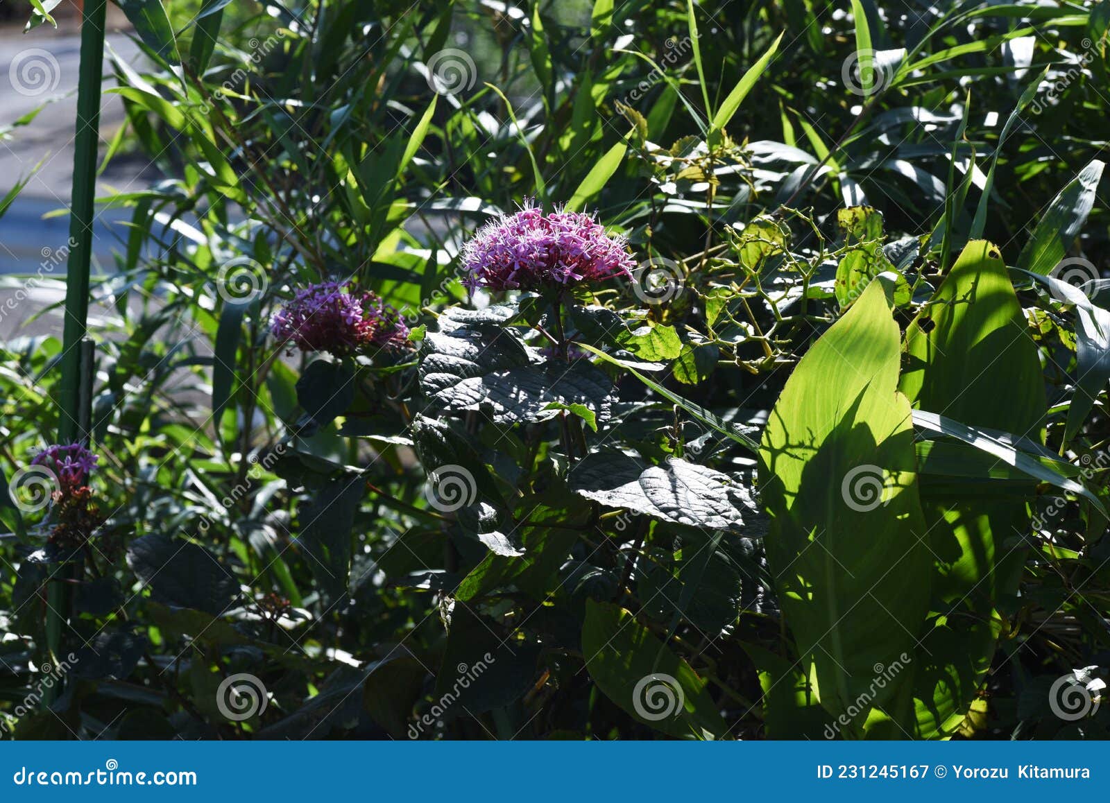 Rose glory bower flowers. stock image. Image of colorful - 231245167