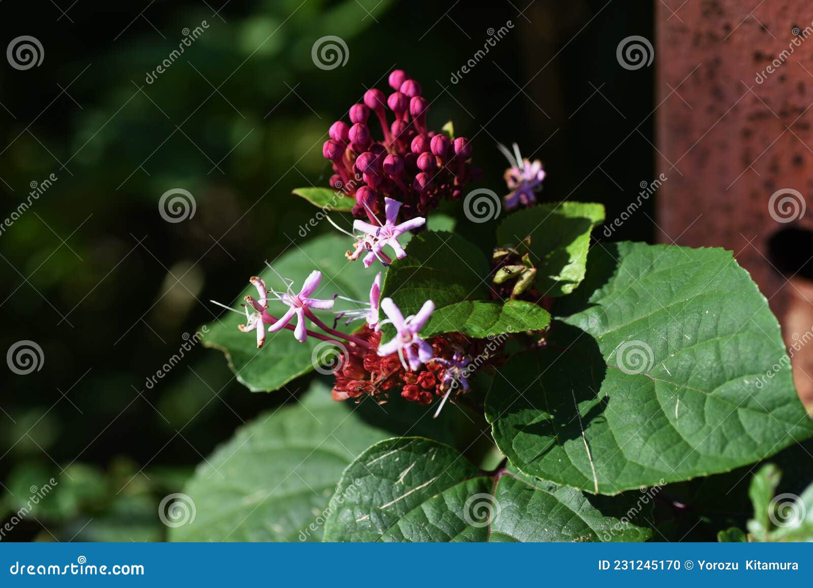 Rose glory bower flowers. stock photo. Image of asian - 231245170