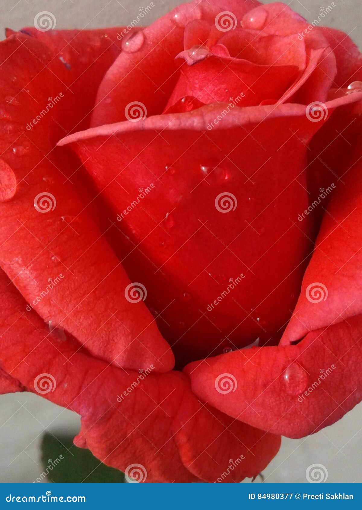 ROSE stock image. Image of creation, beautified, gods - 84980377