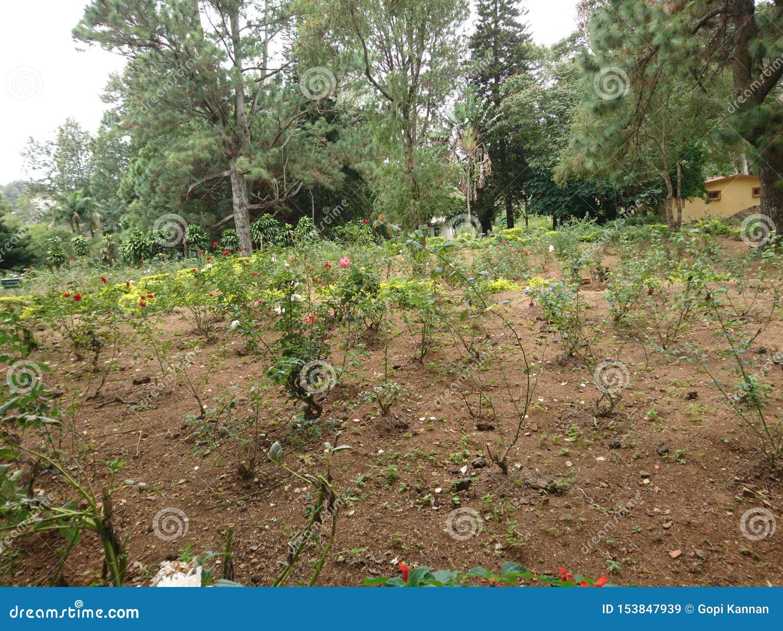 ROSE GORDON stock image. Image of gordon, rose, roses - 153847939