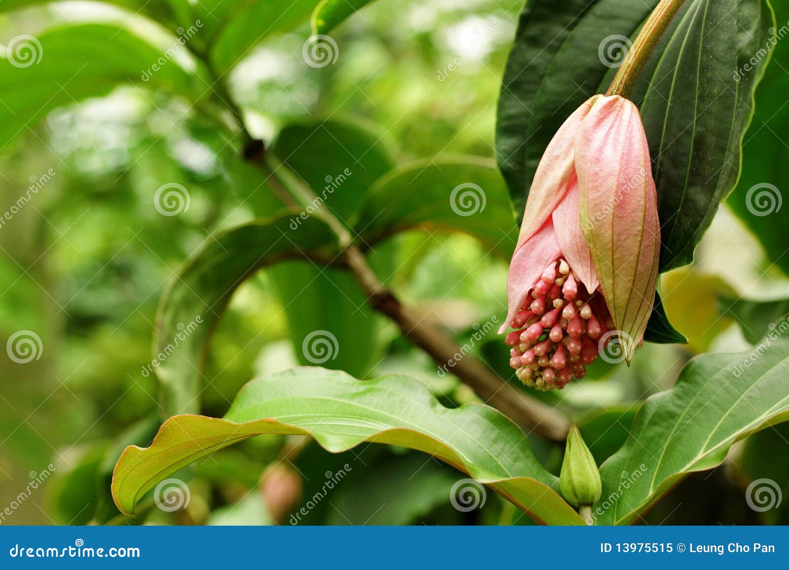 Rose grape stock image. Image of leaf, grape, design - 13975515