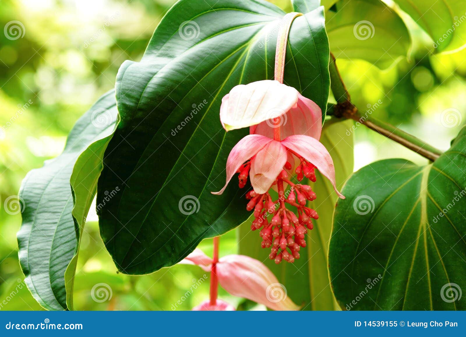 Rose grape stock image. Image of light, decor, beauty - 14539155