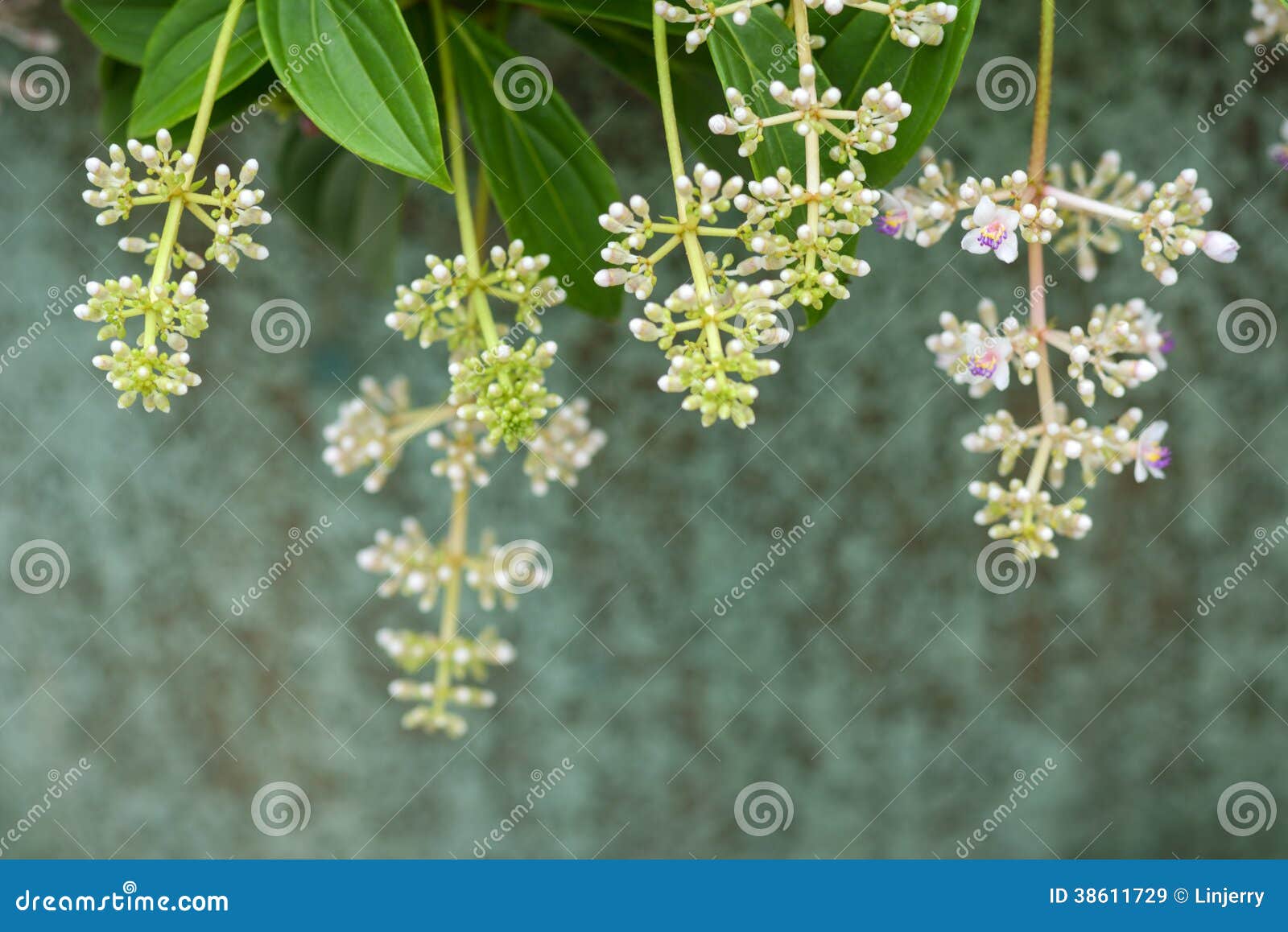 Rose grape stock image. Image of macro, beauty, forest - 38611729