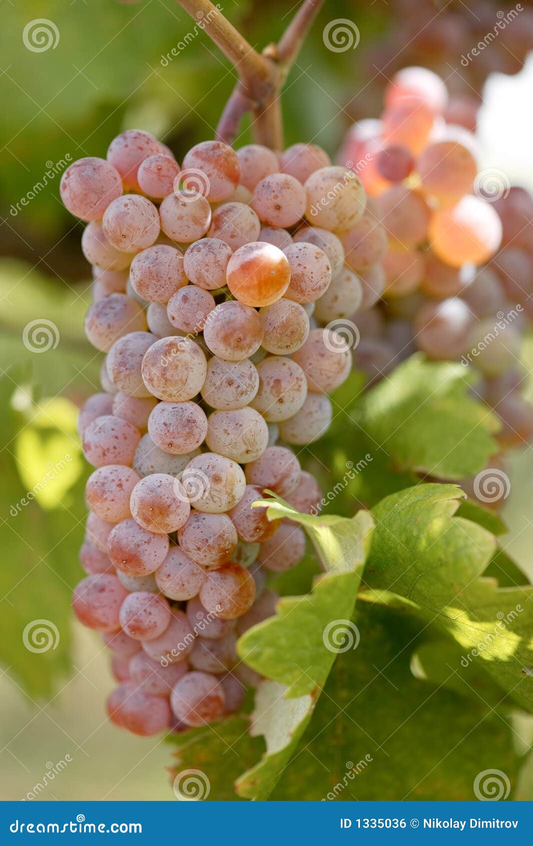 Rose grapes stock photo. Image of muscadel, harvest, autumn - 1335036