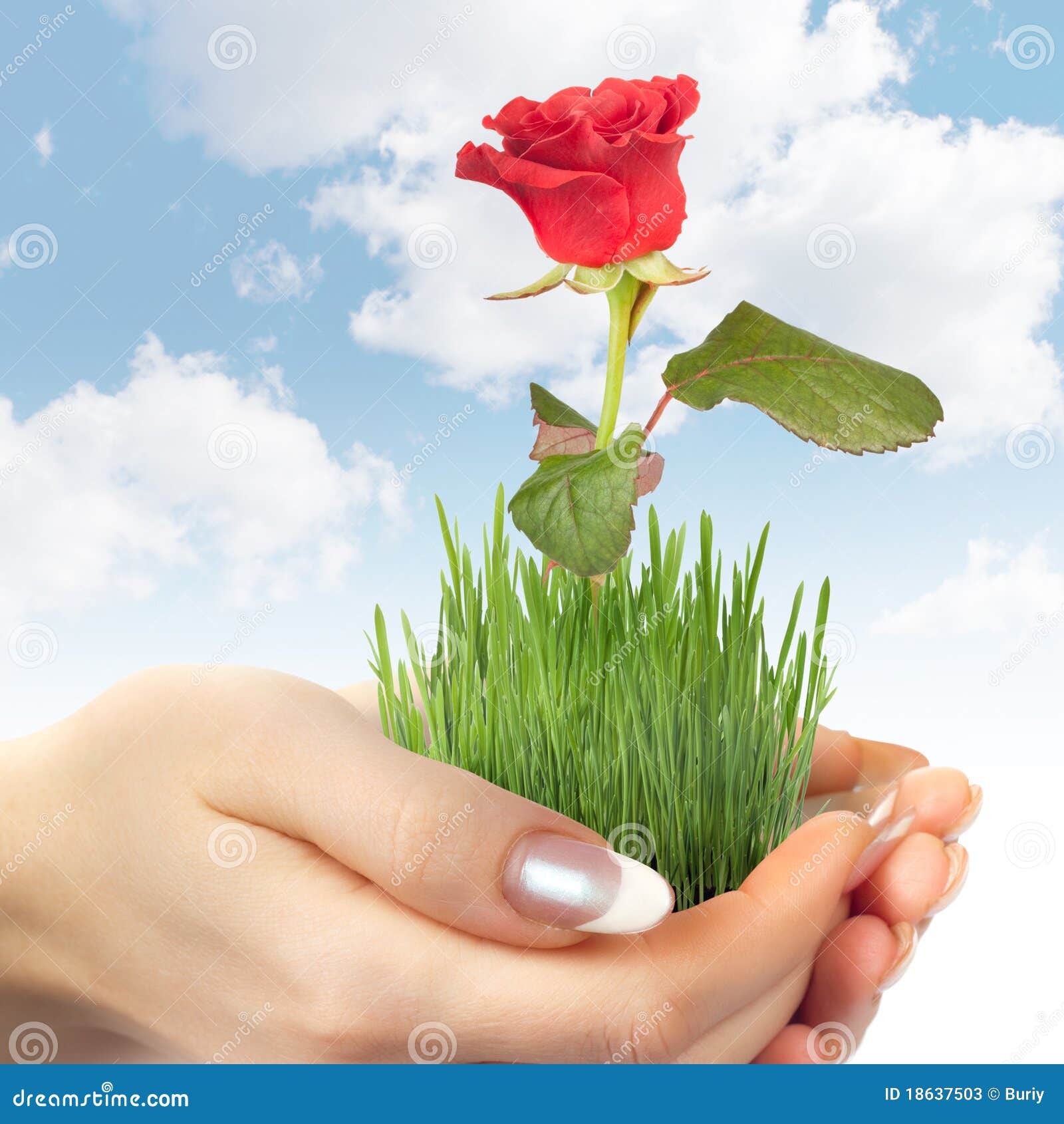 Rose grass stock image. Image of floral, amor, love, compress - 18637503