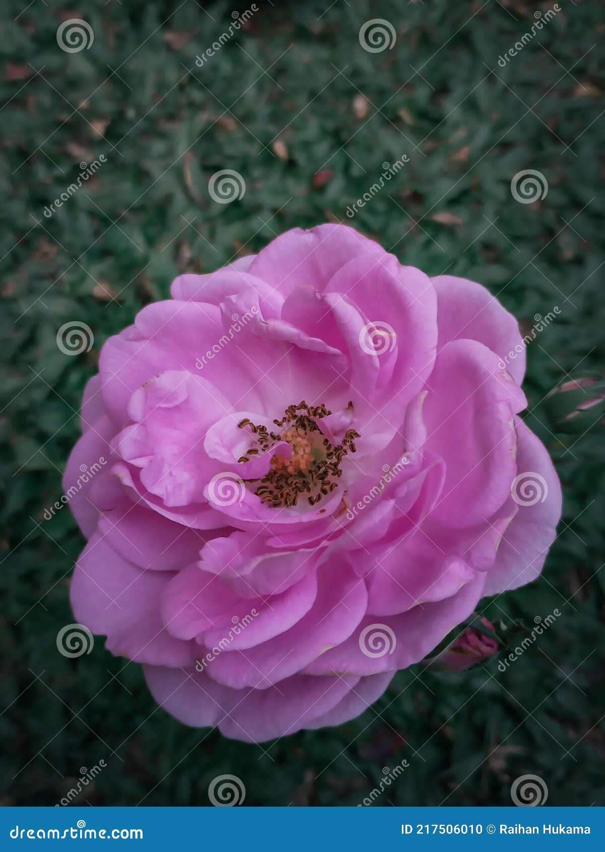 Rose in the grass stock photo. Image of pink, shrub - 217506010