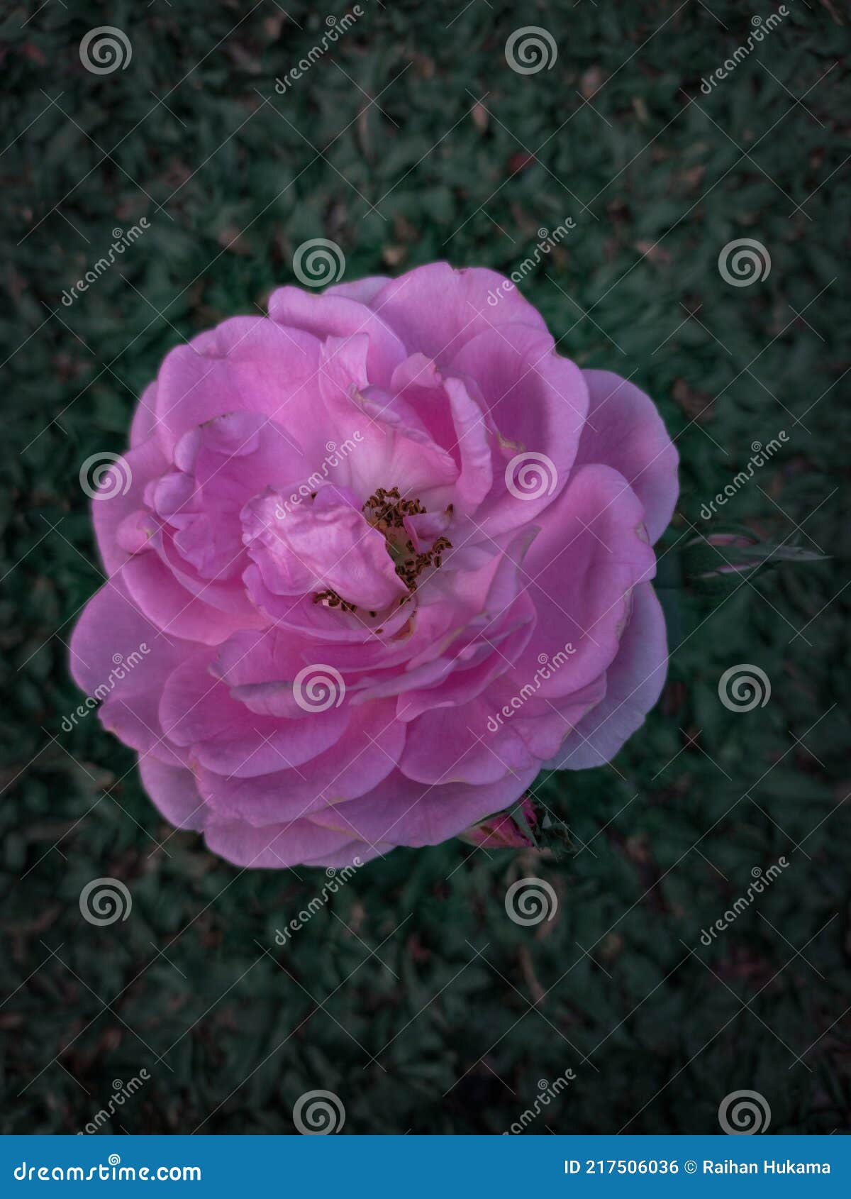 Rose in the grass stock photo. Image of blossom, petal - 217506036