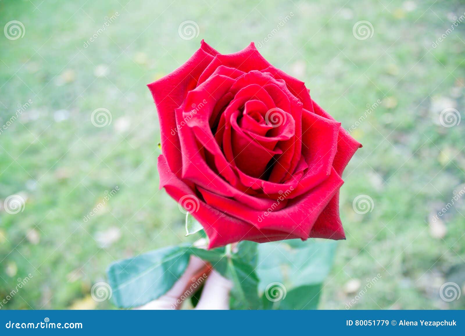 Rose on grass background stock image. Image of blossom - 80051779
