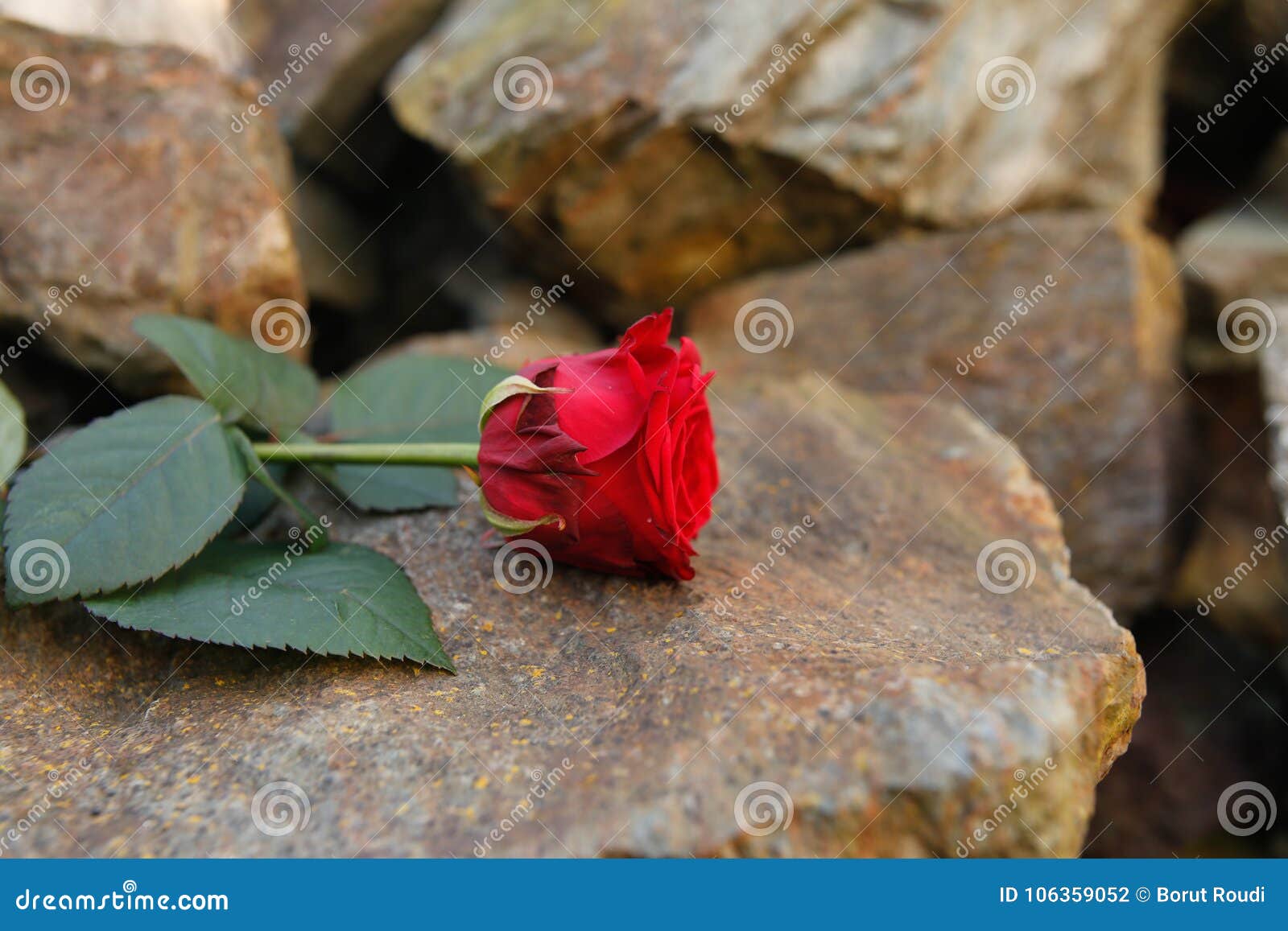 Rose in the grass closeup stock photo. Image of colors - 106359052