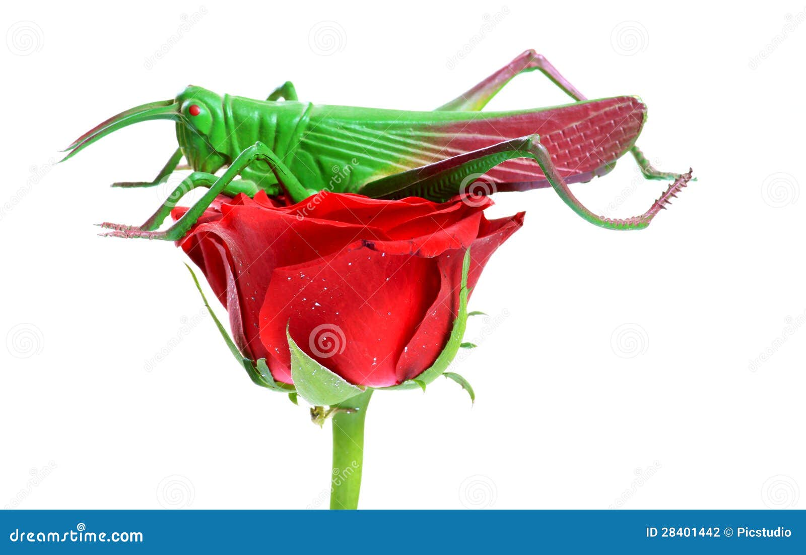 Rose and grasshopper stock photo. Image of spring, grasshopper - 28401442