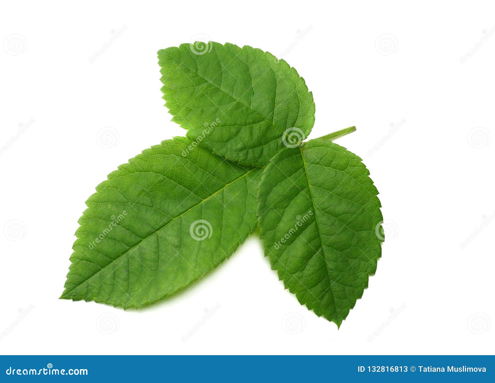 Rose Green Leaves Isolated on White Background. Top View Stock Image ...