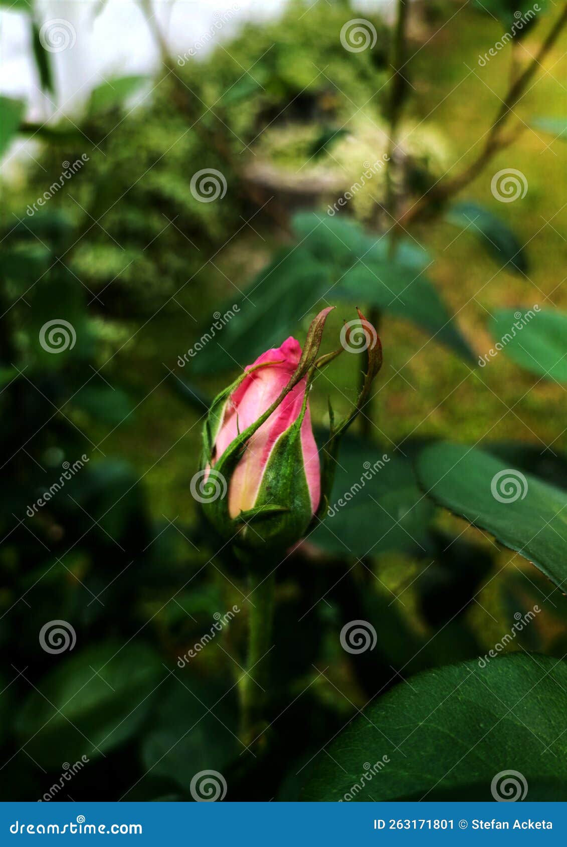 Rose, greenery, garden stock image. Image of yellow - 263171801