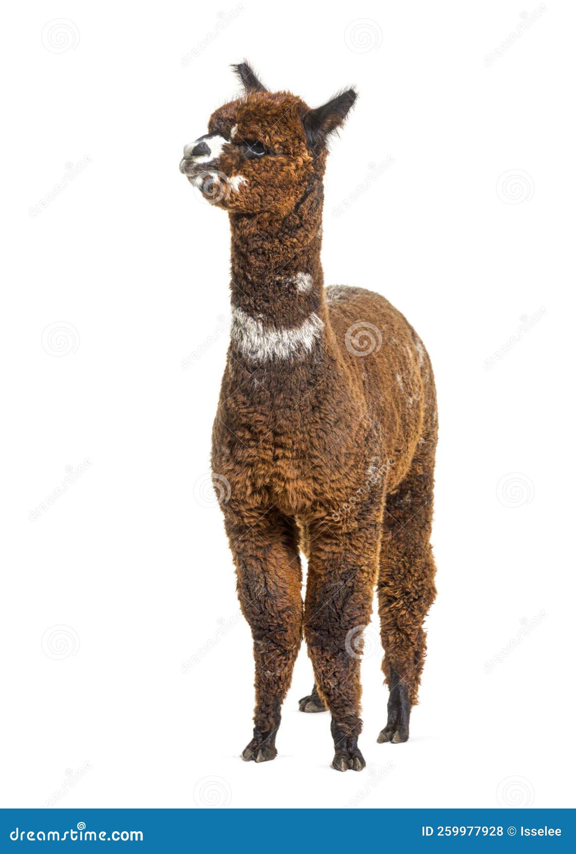 Rose Grey Young Alpaca Eight Months Old - Lama Pacos Stock Photo ...