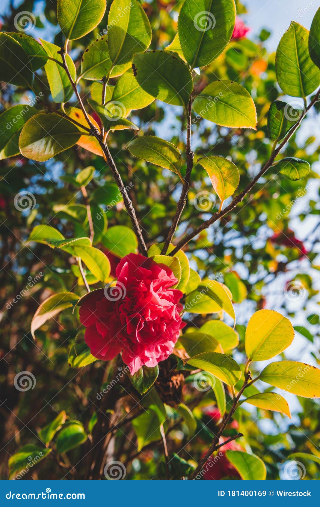 Rose Growing on the Branch of a Tree Stock Image - Image of vintage ...
